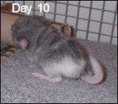 Cheeky Chinchillas - Breeding Chinchillas