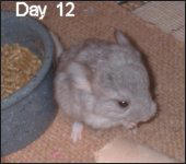 Cheeky Chinchillas - Breeding Chinchillas