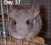 Cheeky Chinchillas - Breeding Chinchillas