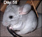 Cheeky Chinchillas - Breeding Chinchillas