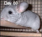 Cheeky Chinchillas - Breeding Chinchillas