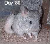 Cheeky Chinchillas - Breeding Chinchillas