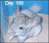 Cheeky Chinchillas - Breeding Chinchillas