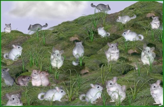 Cheeky Chinchillas - Cheeky Chinchillas Competition