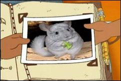 Cheeky Chinchillas - Go Diego Go - Chinta The Baby Chinchilla