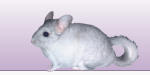 Cheeky Chinchillas - Go Diego Go - Chinta The Baby Chinchilla
