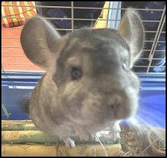 Cheeky Chinchillas - Chinchillas For Sale