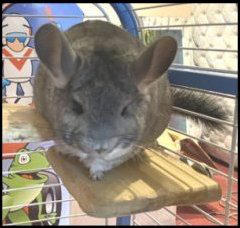 Cheeky Chinchillas - Chinchillas For Sale