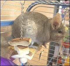 Cheeky Chinchillas - Chinchillas For Sale