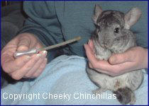 Cheeky Chinchillas - Hand Feeding Chinchillas