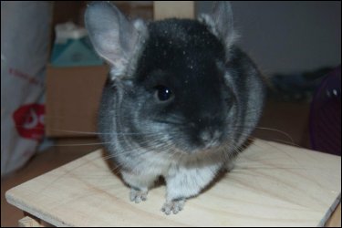 Cheeky Chinchillas - Chinchilla and Pet Pictures. Page 66